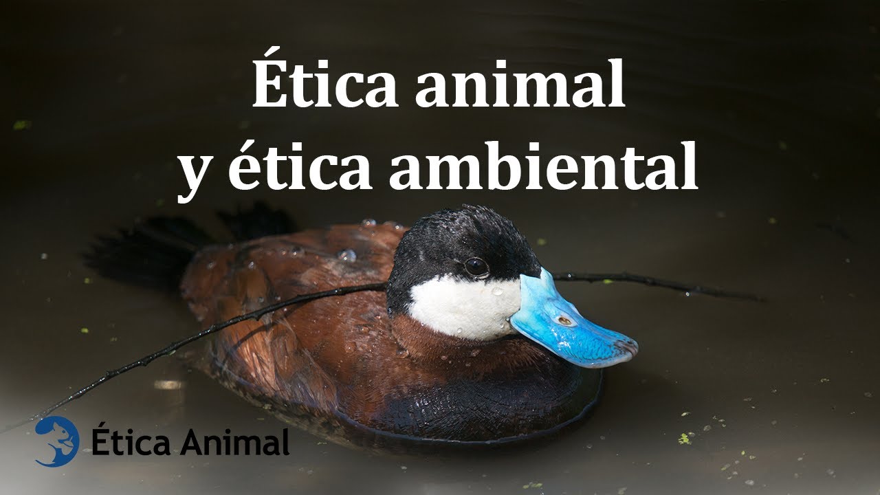 Ética animal y ética ambiental - YouTube