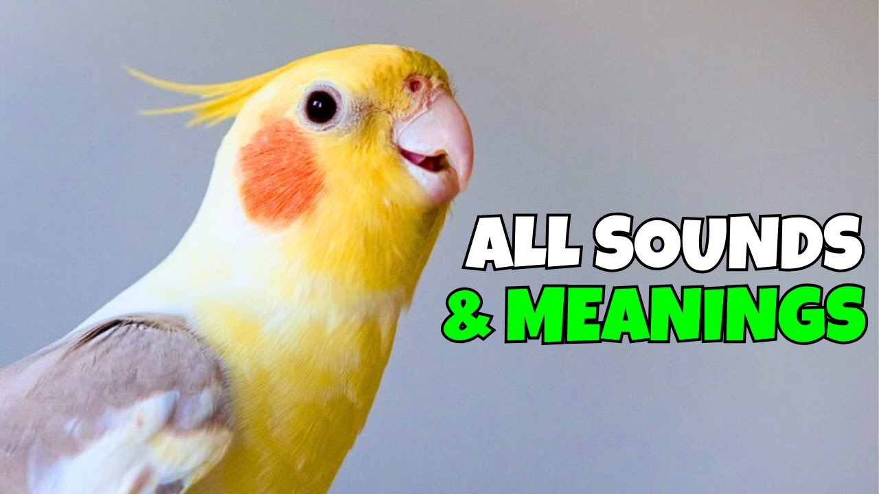 All Cockatiel Sounds and Their Meanings: A Complete Guide - YouTube