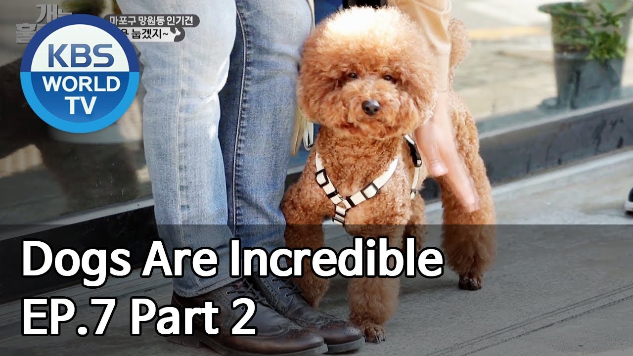 Dogs are incredible | 개는 훌륭하다 EP.7 Part 2 [SUB : ENG/2020.01.07] - YouTube