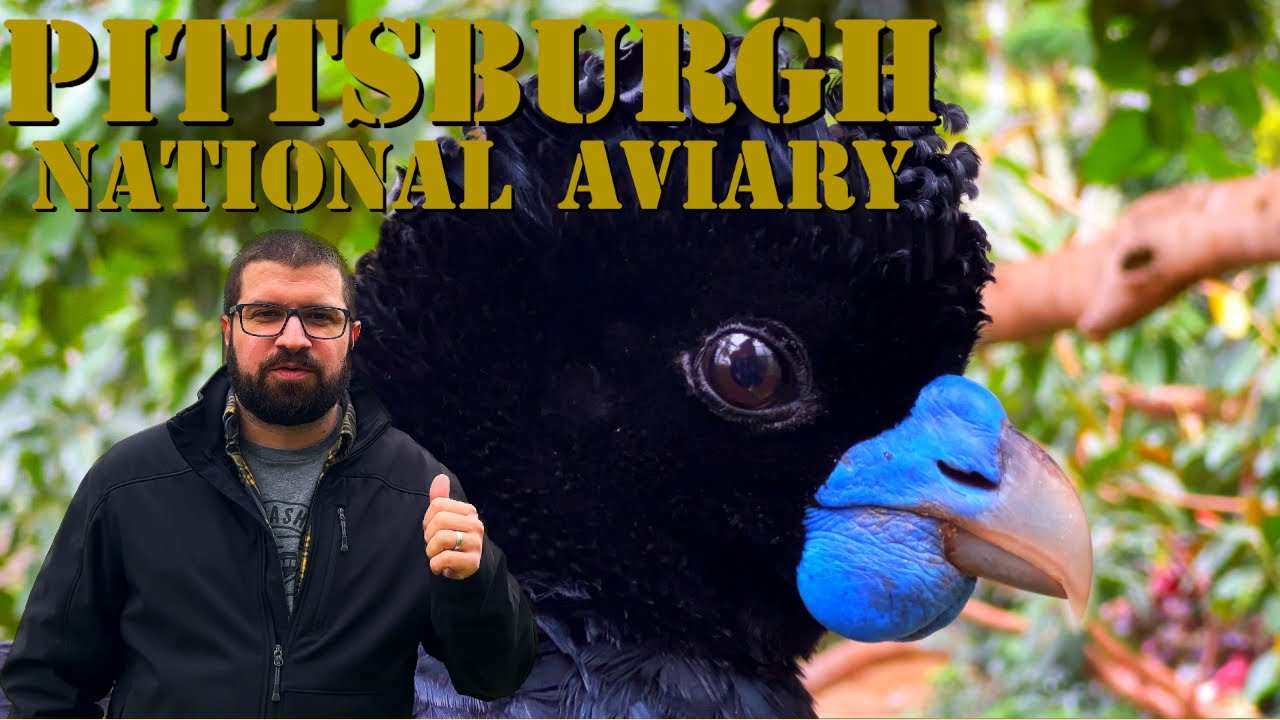 Visiting the Pittsburgh National Aviary - YouTube