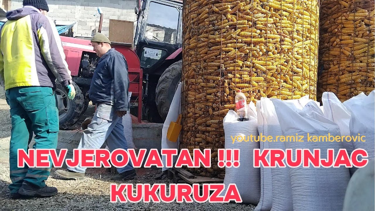 NEVJEROVATAN KRUNJAC KUKURUZA !!! REKORDNO KRUNJENJE ZA JEDAN DAN ...