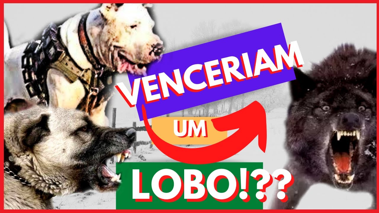 CACHORRO VS LOBO - 5 raças de cachorro que podem vencer um lobo - YouTube