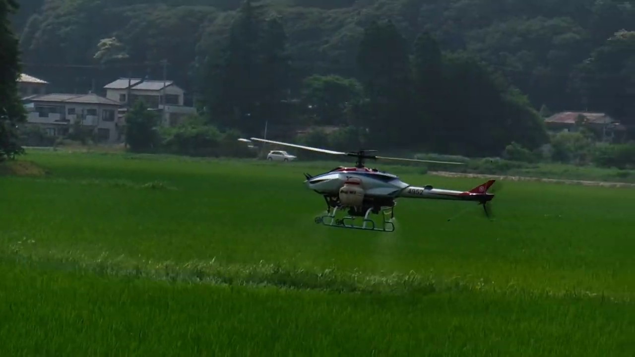 Spraying Rice Fields by Radio-Controlled Helicopter. - YouTube