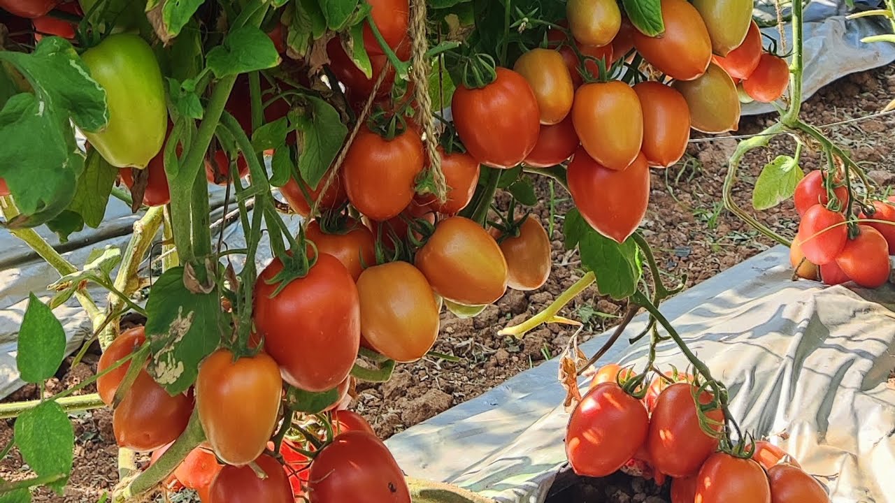 Bayer seminis aryaman tomato variety Hosur ,Tamilnadu . - YouTube