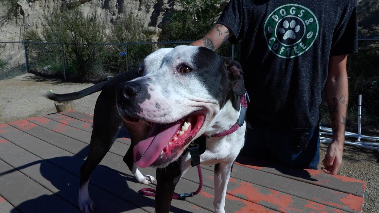 Yavapai Humane Society Pet of The Week #6 - YouTube