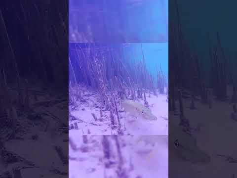 Fish spotting with Underwater Camera - YouTube