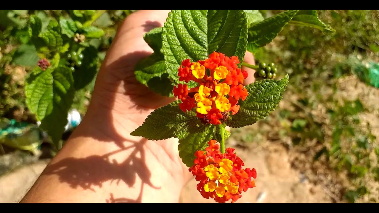 CUIDADO COM ESSA PLANTA! LANTANA CAMARA/CAMARÁ/CAMBARÁ - YouTube