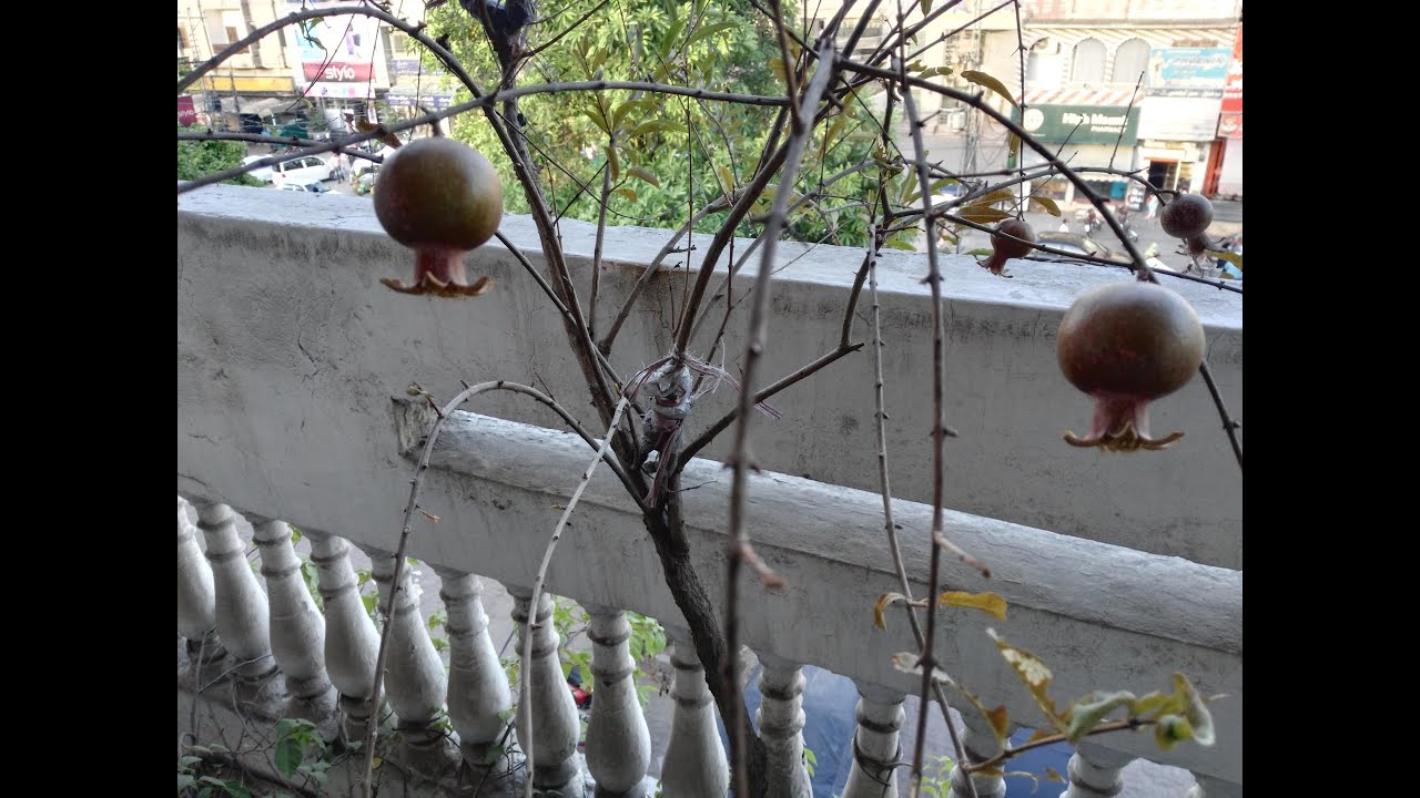 Pomegranate Plant Fruiting | Anaar kay podhay ki update May-2020 ...