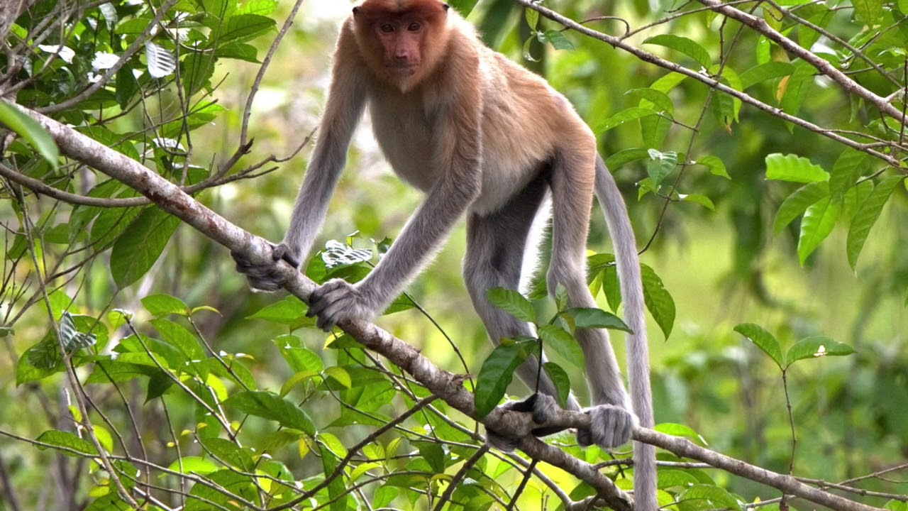 The East Kalimantan Adventure 2018 - YouTube