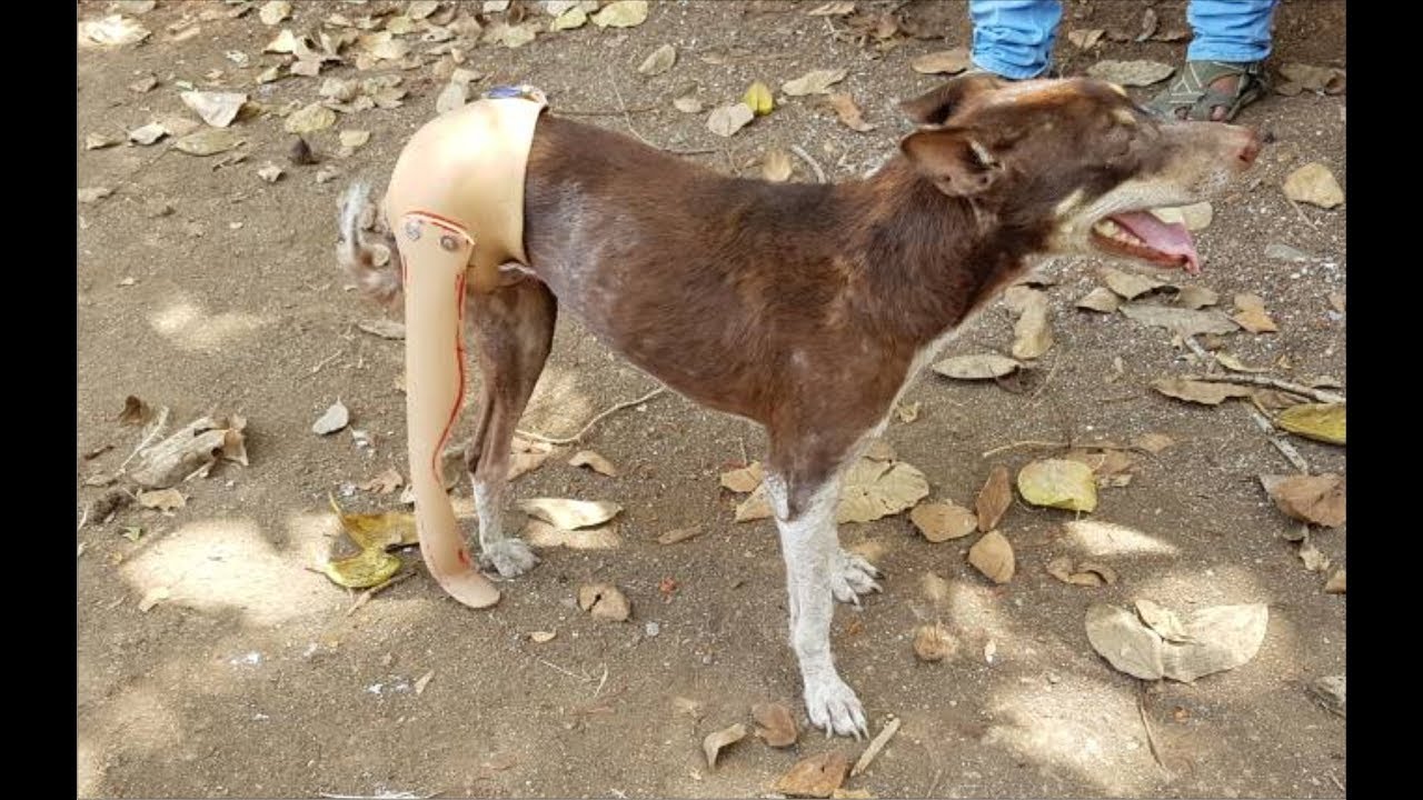 This video shows an Amputee Dog Running with a new Prosthetic Leg of ...