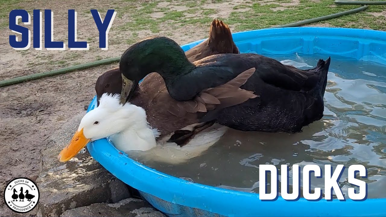 Silly Ducks in the Pool - Ducking around - YouTube