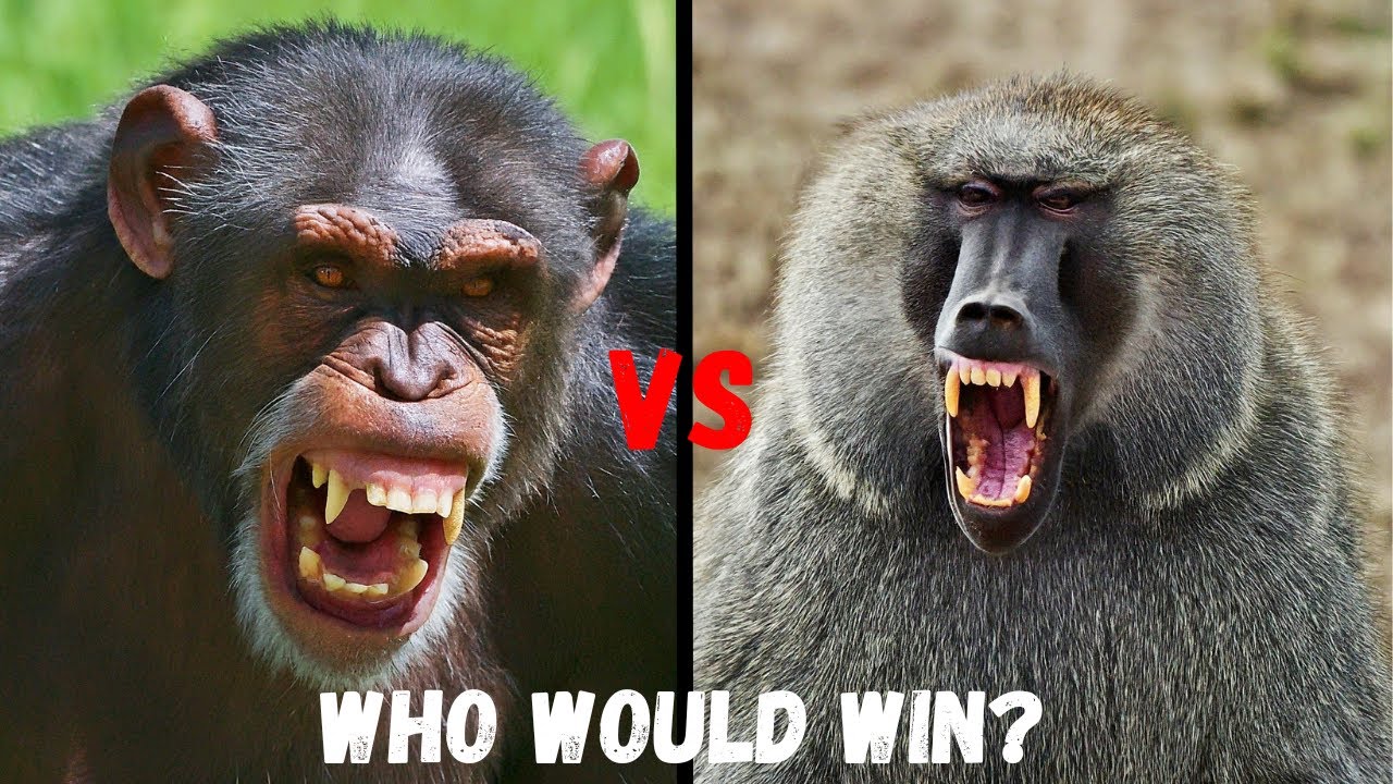 CHIMPANZEE vs BABOON - Who's a Stronger Primate? - YouTube