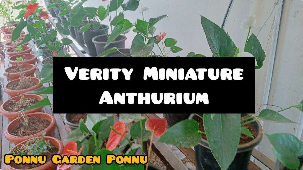 Verity Miniature Anthurium // Ponnu Garden Ponnu - YouTube