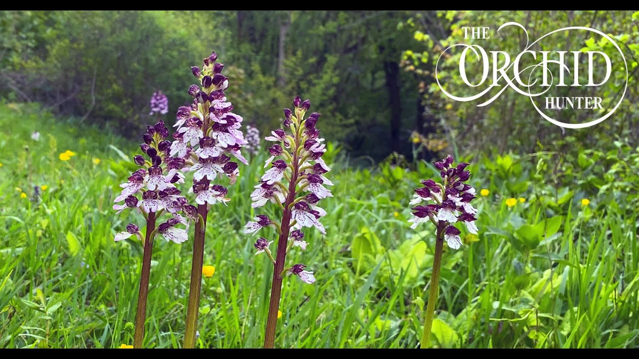 Orchid Hunter - 081 - Return to Kent (25th May 2021) - YouTube