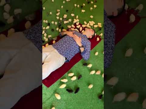 Czn Burak Çiftlik Civcivi