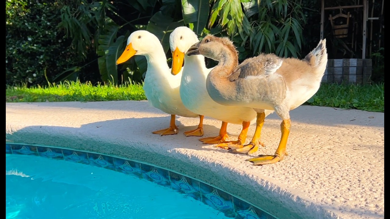 The ducks laughed at him! A real, live ugly duckling from a fairy tale ...