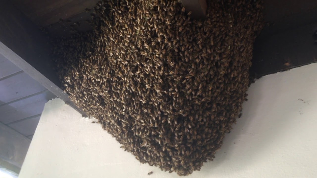 2 MONSTER HIVES - Bee Removal - Miami Bee Removal - YouTube