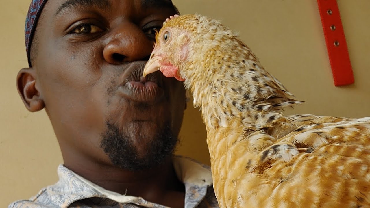 A resuced Lame Chicken responds after intense exercise - YouTube