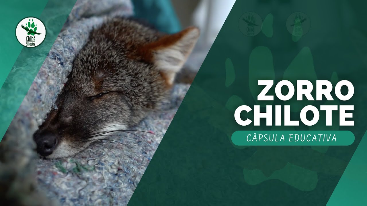 Chiloé Silvestre - Cápsula educativa sobre Zorro Chilote - YouTube