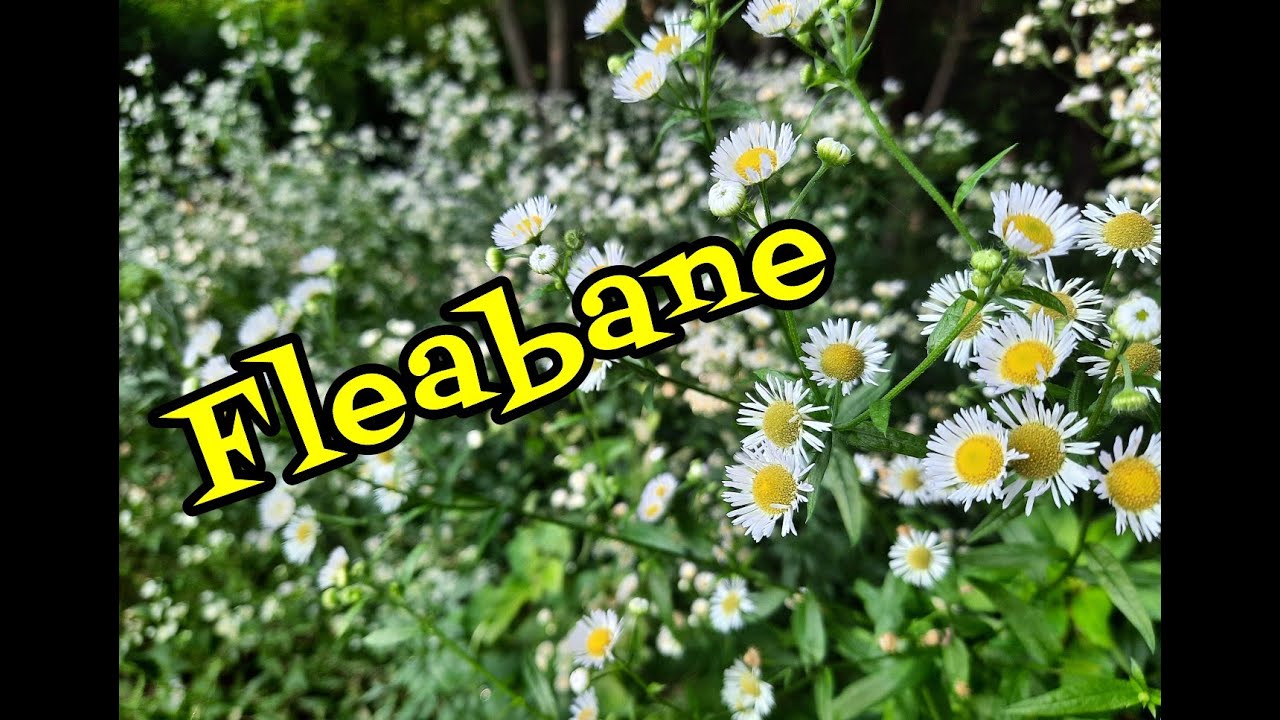 Fleabane: Identification and Fun Facts - YouTube