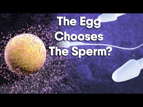 Fertilization - It’s Not a Race,there is a bit of \