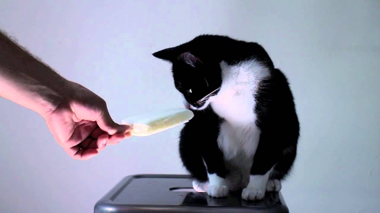 Cheeto licking a popsicle - YouTube