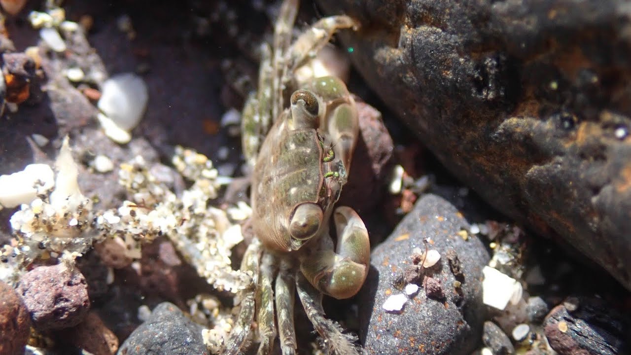 Mottled Shore Crab (Pachygrapsus transversus) - YouTube