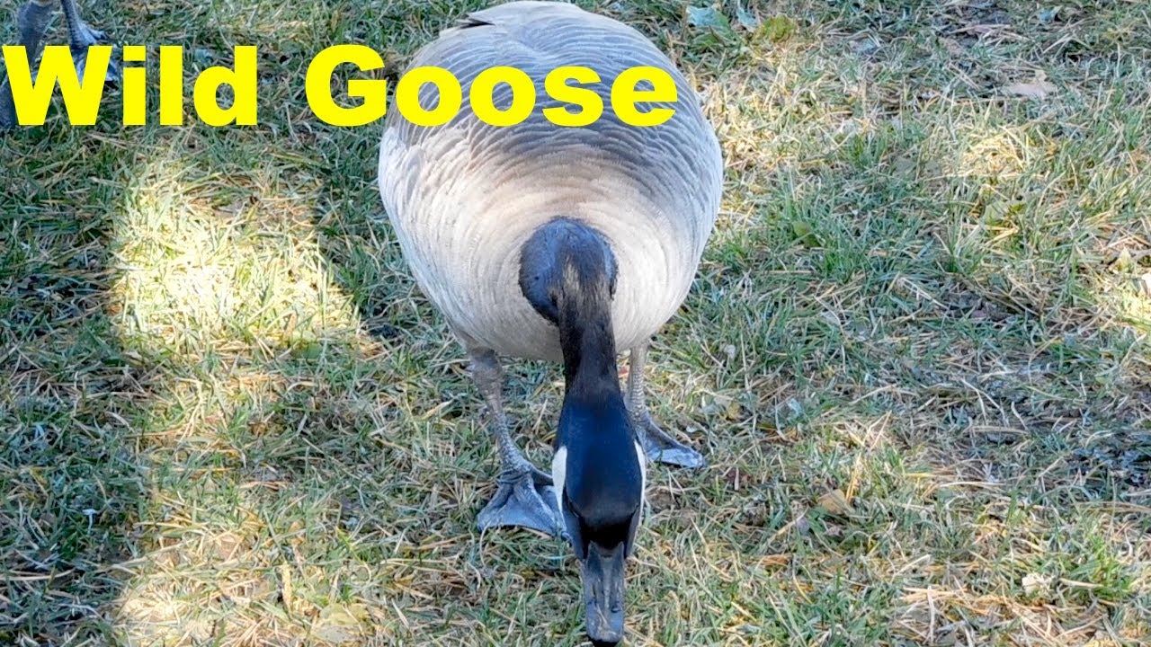 Watching these Wild Giant CANADA GEESE Feed. It is the Start of Winter ...