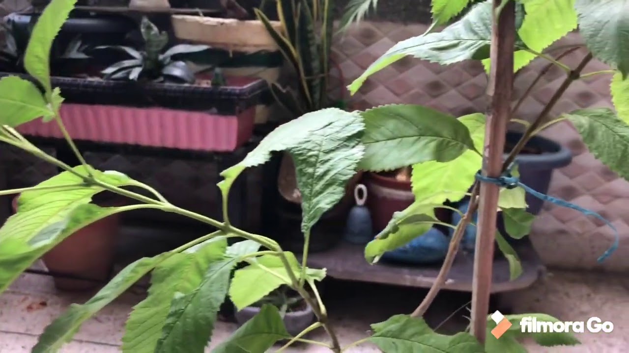 #76 how to take care of yellow bell (tikoma) plant - YouTube