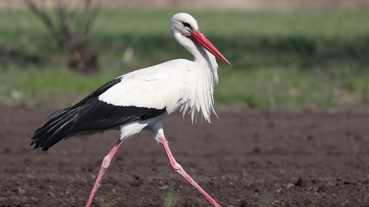 Wildlife 2020 , white stork eats mole cricket slow motion - YouTube