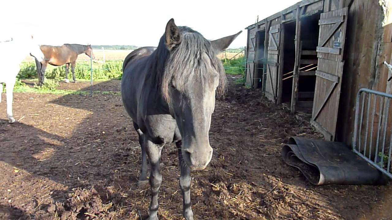 Chevaux et âne - YouTube