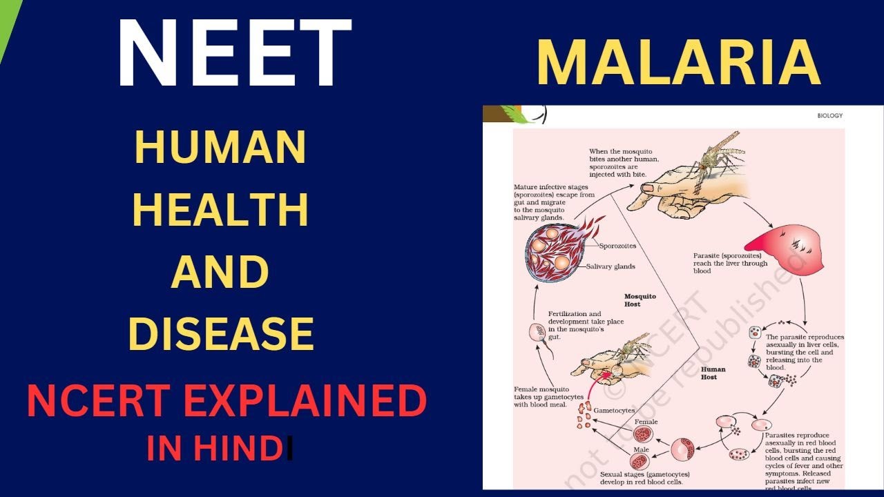 Malaria - L - 3 - Human Health and Disease | CLASS 12| NCERT EXPLAINED ...
