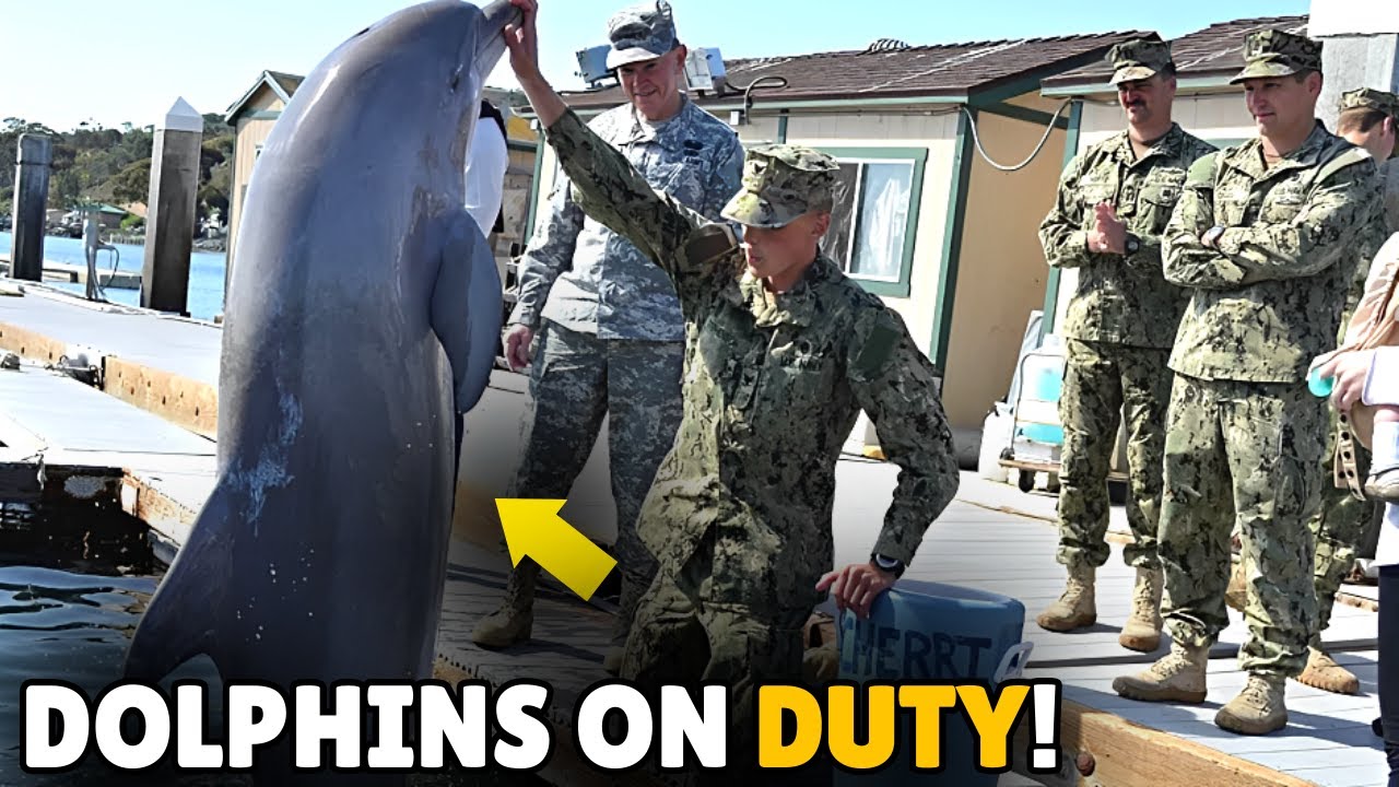 Unbelievable! US Military Recruits Dolphins and Sea Lions in Service ...