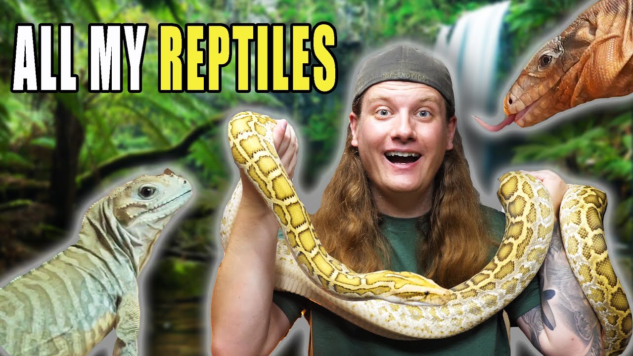 Reptile Room TOUR! Snakes, Lizards, Tortoises! - YouTube
