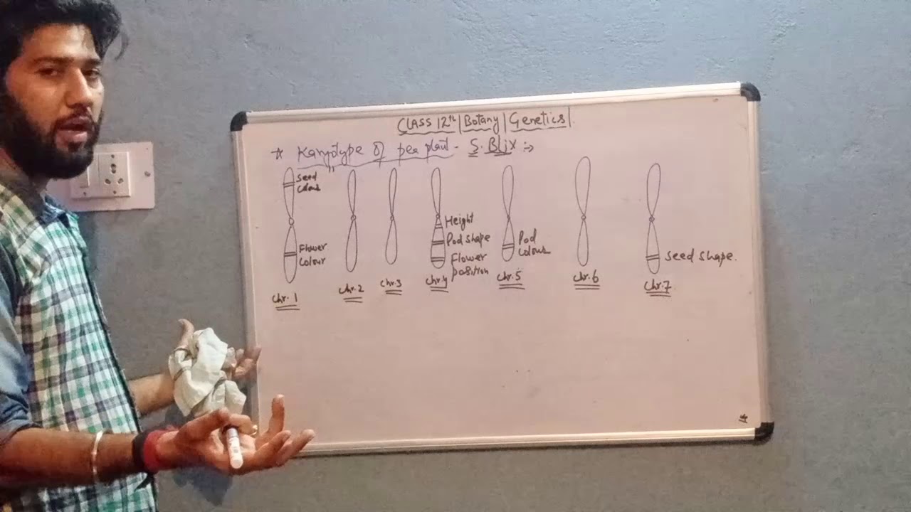 Part-4|Class 12th|Botany|Karyotype of pea plant & Mendalian postulates ...