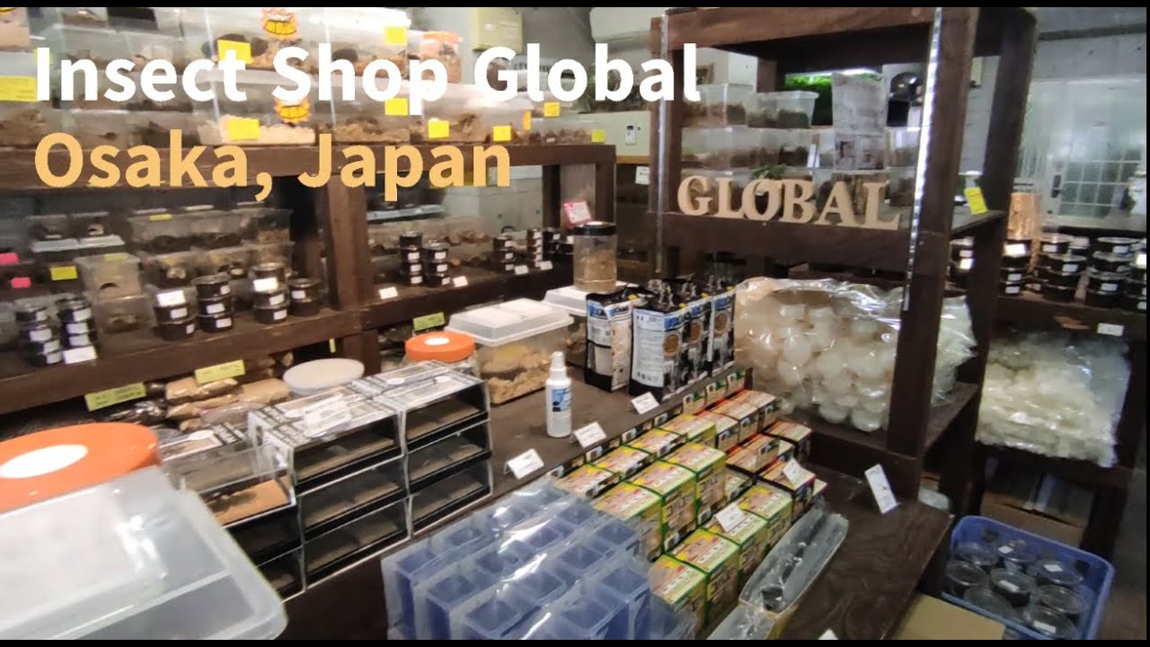 Insect Shop Global 2023, Osaka Japan - YouTube