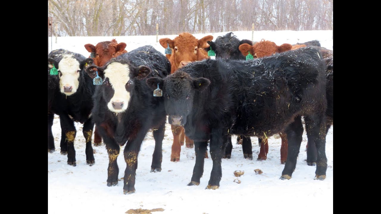 Iron Saddle Ranch 725# Hereford/Angus/Simmental X Weaned Steers - YouTube