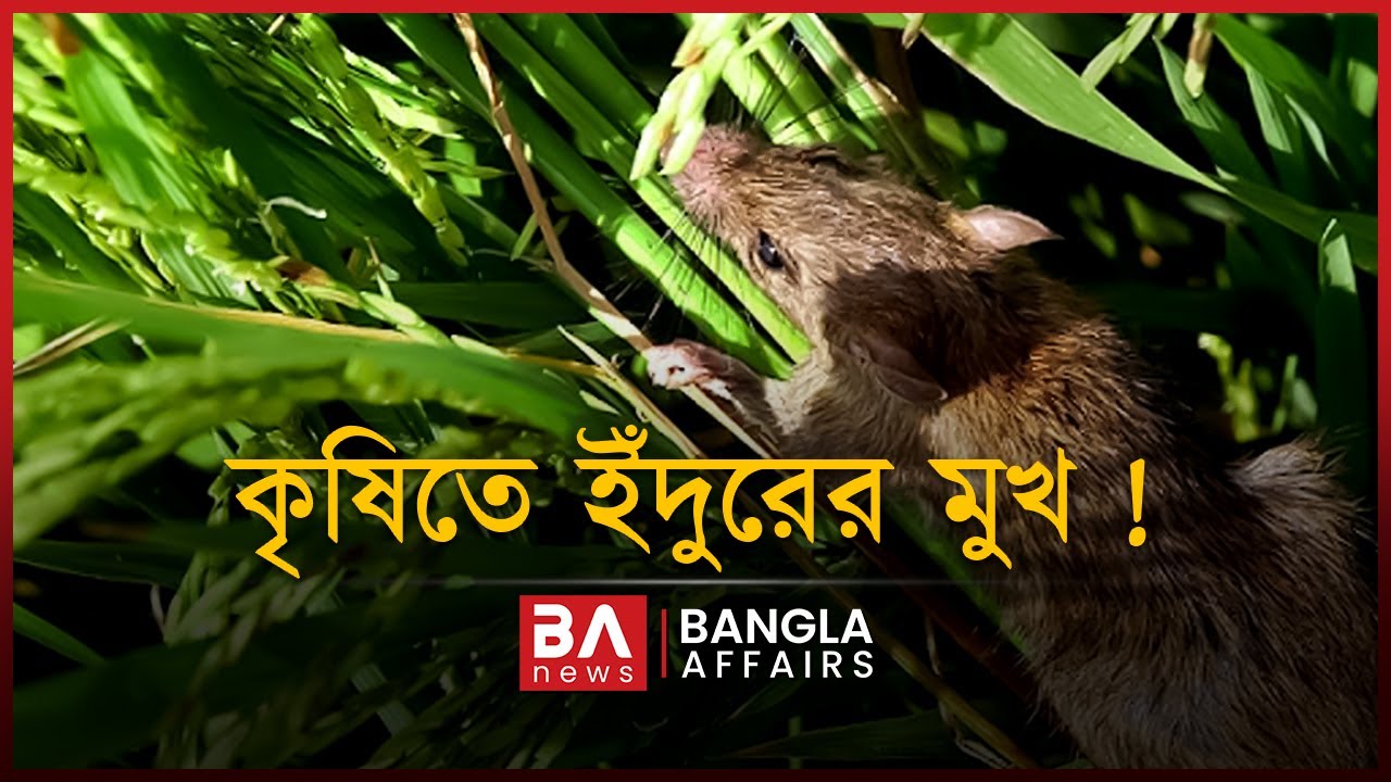 কৃষিতে ইঁদুরের মুখ ! | Bangla Affairs | Rat Damage and Loss in ...