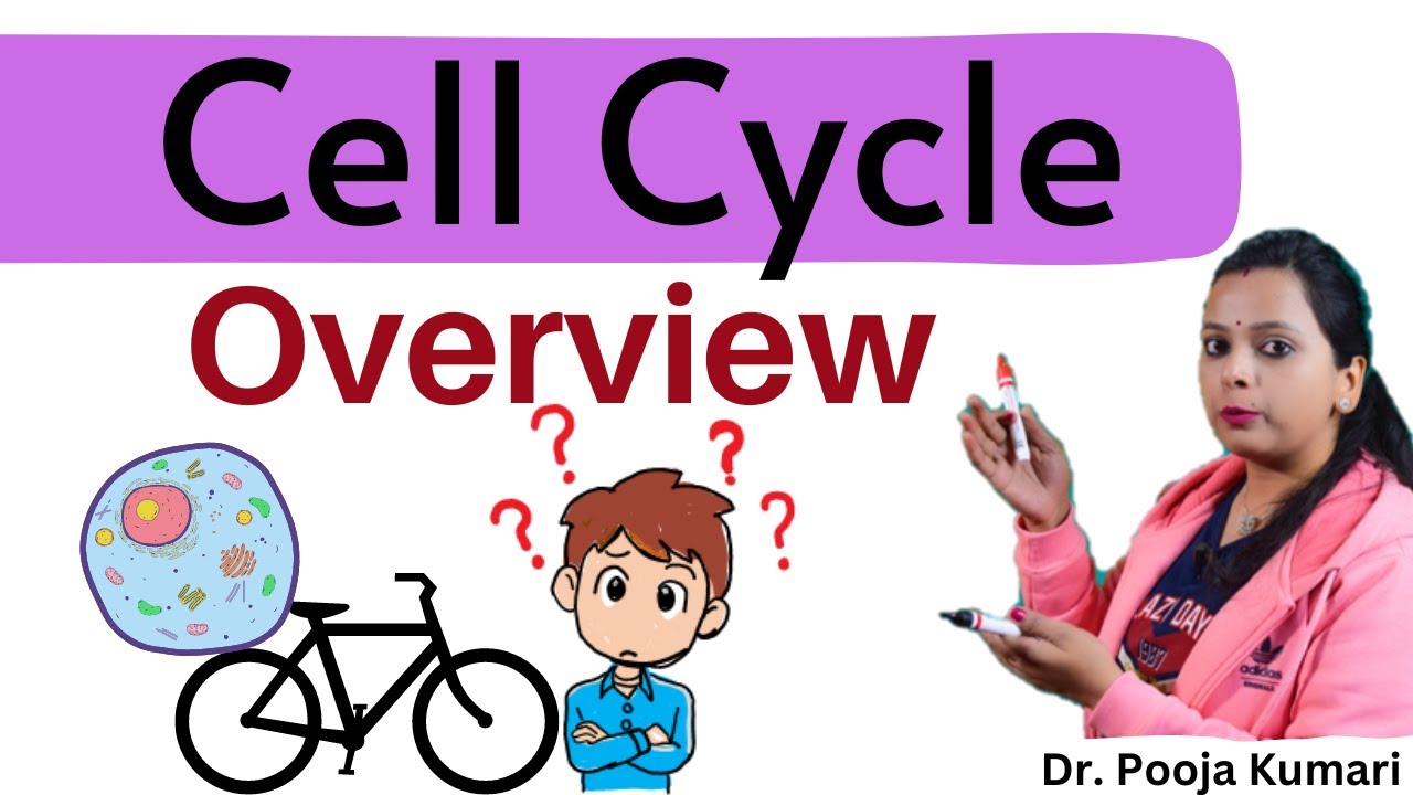 Cell Cycle Overview | Cell Division | Interphase | M Phase | Dr. Pooja Kumari - YouTube