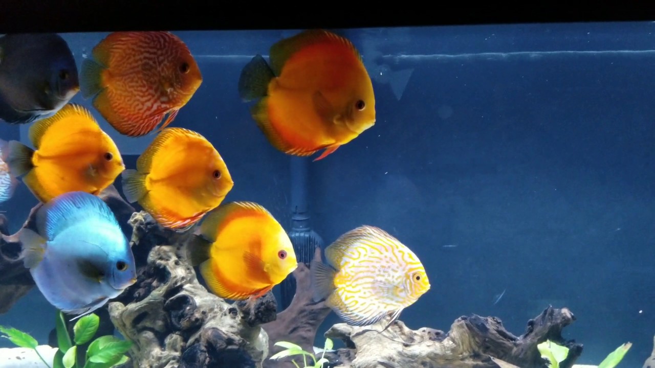 Lot of big discus fish - YouTube