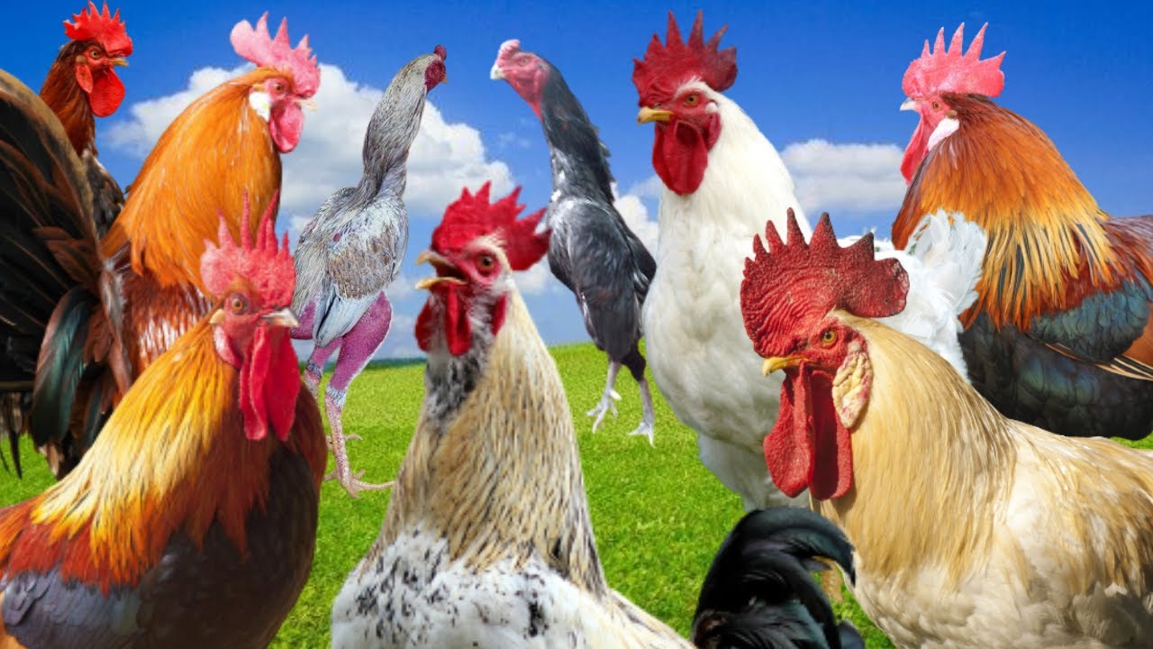 15 Tipos de Galos Cantando - YouTube
