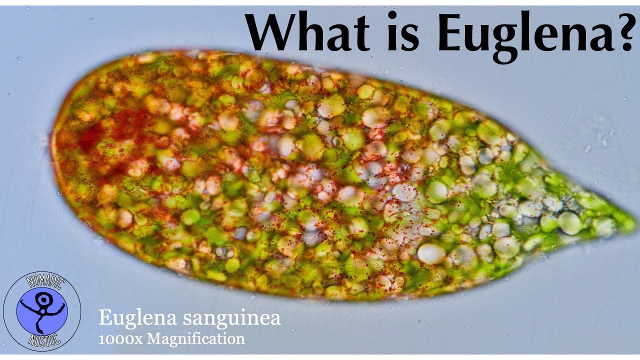 Not animal and not plant? What are you, Euglena? - YouTube