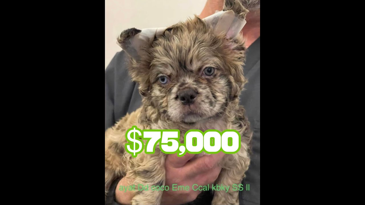 The Most Expensive Fluffy French Bulldog in World | What All You Need ...