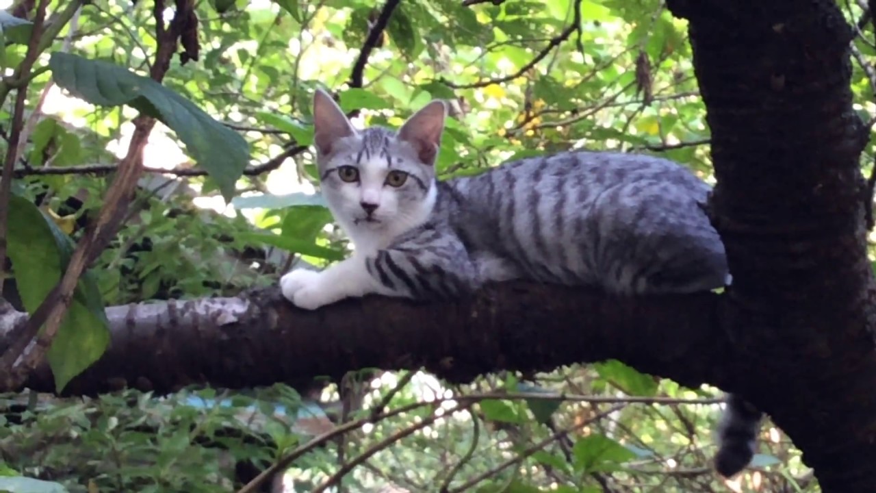 A baby kitten on the tree of "Duee( a cherry tree)" 【Chikuwa ...