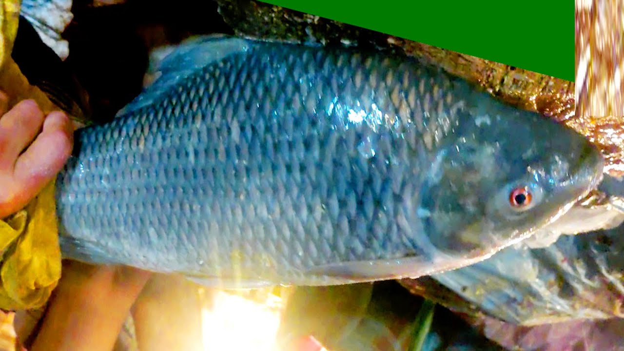 Amazing Big Kalikuni Fish(বড় কালিকুনি মাছ)Cutting Skills/Expert #Ctg ...