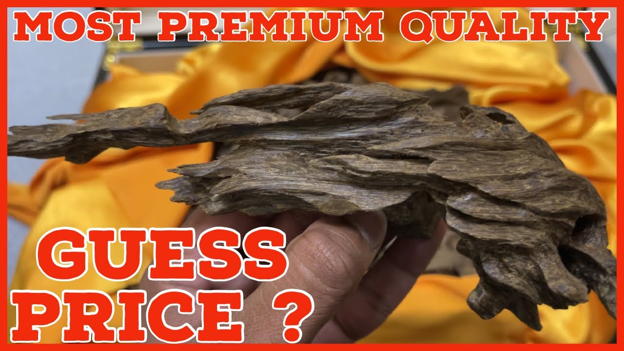 Most expensive agarwood | premium quality agar wood | Learn Perfumes ...
