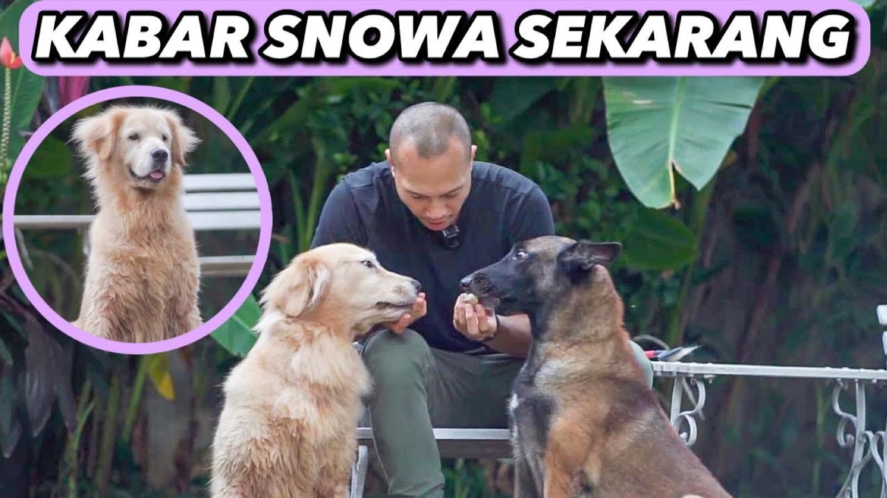 UPDATE KONDISI SNOWA! - YouTube