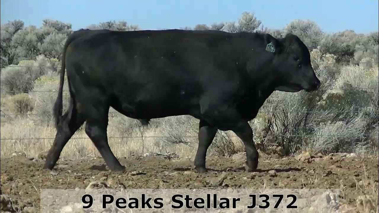 9 Peaks Stellar J372 - YouTube