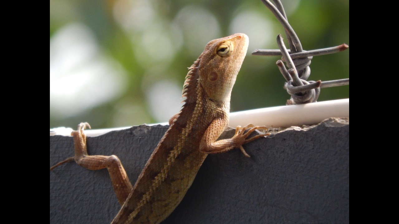 Back Sound Rock 3 (No Copyright) - YouTube