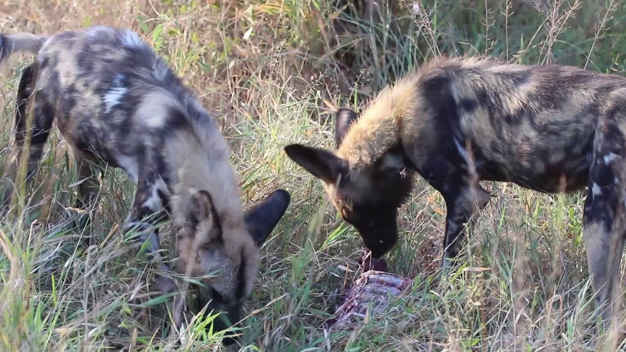 Wild dogs hunting and playing - YouTube